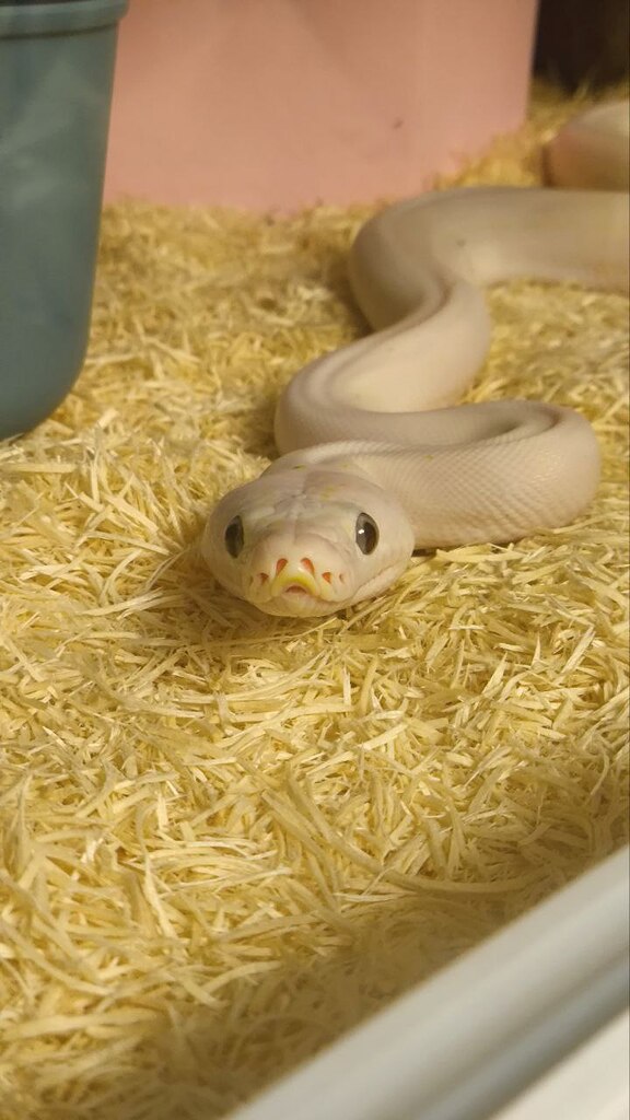 Your thoughts on morph) - Reticulated Pythons - MorphMarket Reptile ...