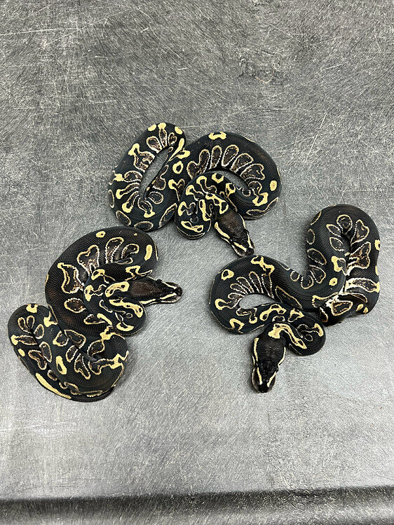 Gorilla is here! New Gene Understanding - Ball Pythons - MorphMarket ...