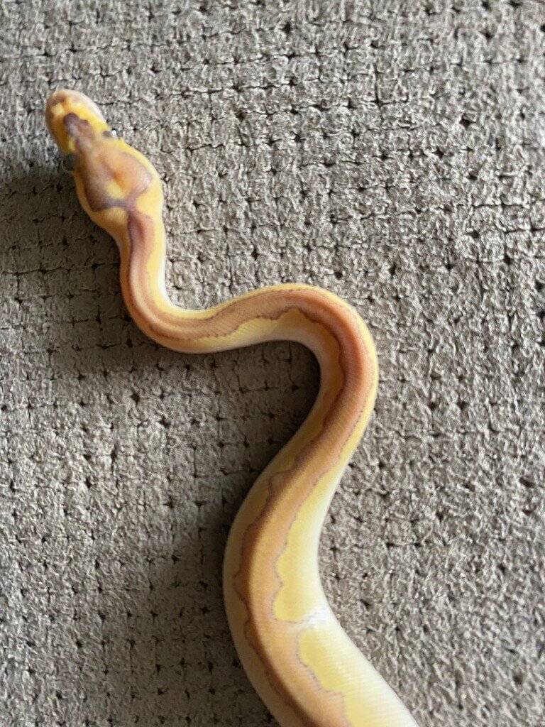 Pastel, Lesser, Enchi, het Clown X Pastel het Clown - Ball Pythons ...