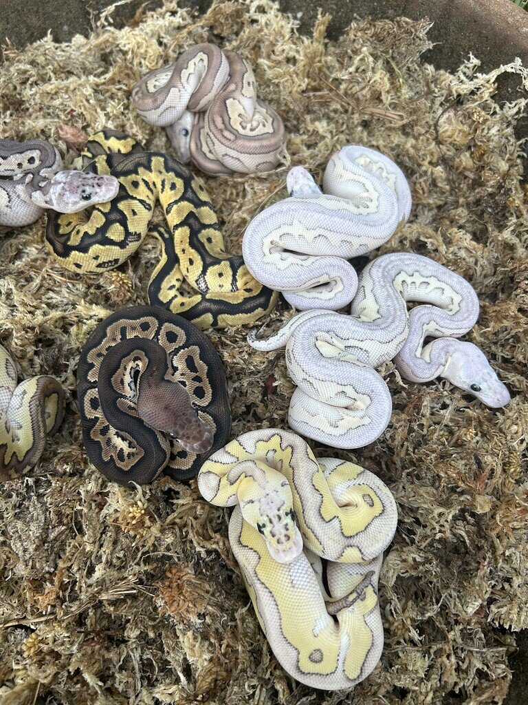 ID help on first clutch - Ball Pythons - MorphMarket Reptile Community