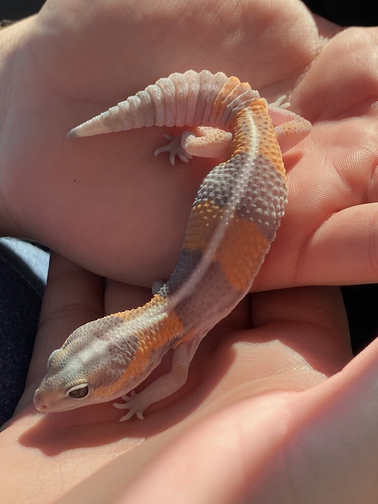 “Ghost” African Fat tailed gecko? - Fat-Tailed Geckos - MorphMarket ...