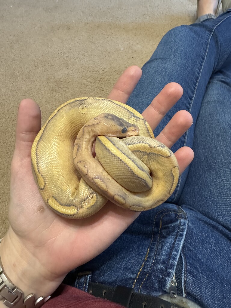 Please help me find out our new snakes morph - Ball Pythons ...