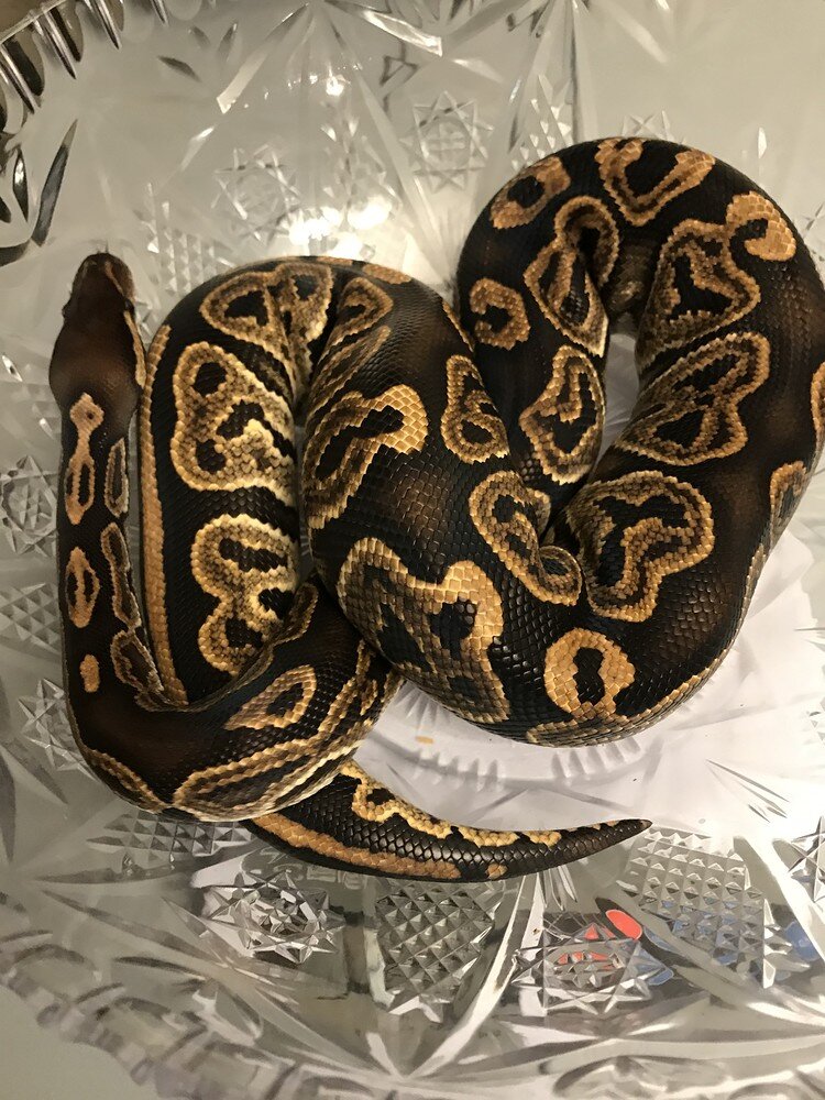 Panda pied project - Ball Pythons - MorphMarket Reptile Community