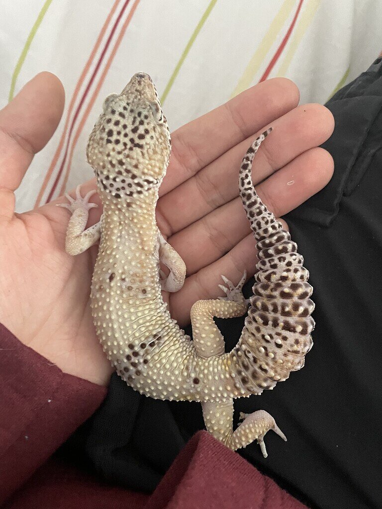 I can’t remember my geckos morph - Leopard Geckos - MorphMarket Reptile ...