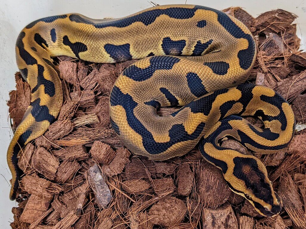 Did we hit a surprise Crypton? - Ball Pythons - MorphMarket Reptile ...