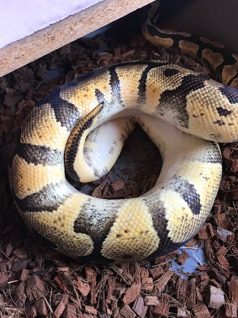 Help Ball Python Identify - Ball Pythons - MorphMarket Reptile Community