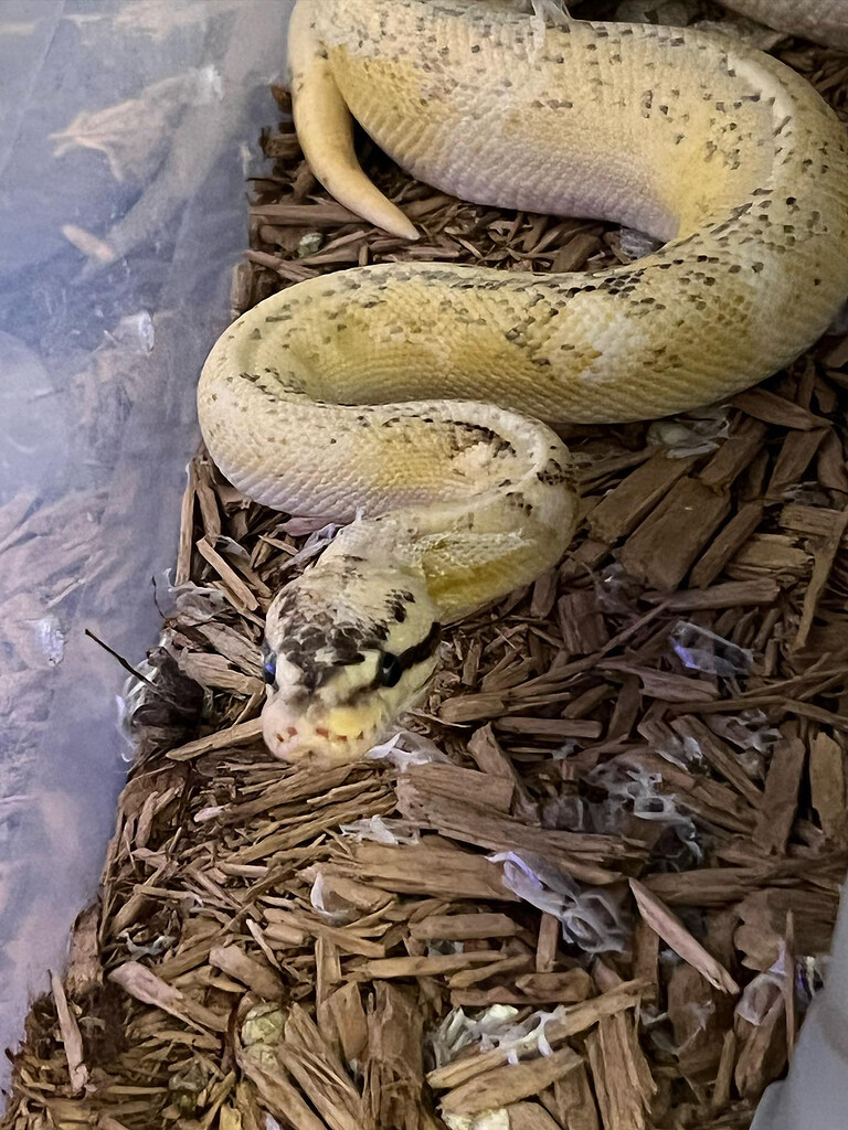 Can you help me identify these two snakes? - All Reptiles - MorphMarket ...