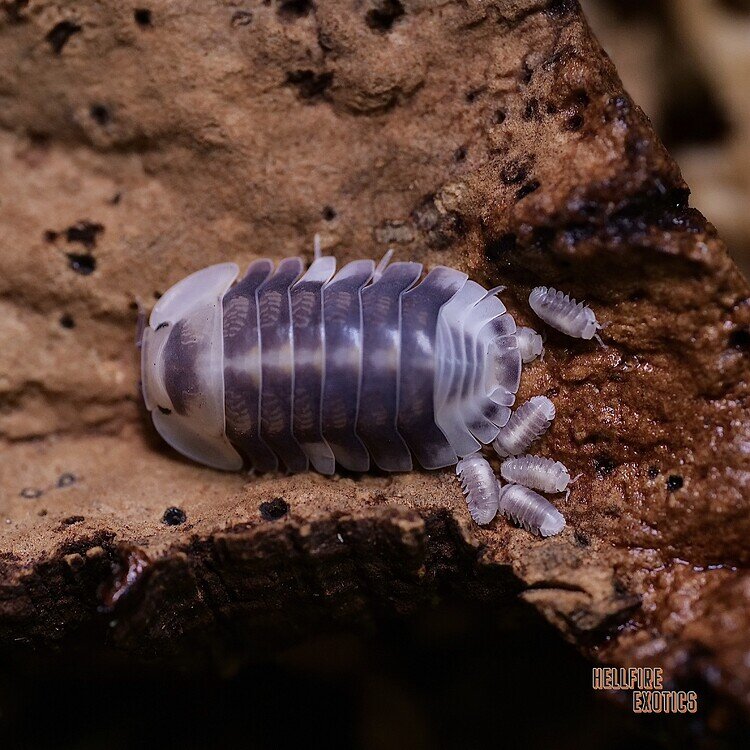 Isopods are such good Moms 😁 - Isopods - MorphMarket Reptile Community