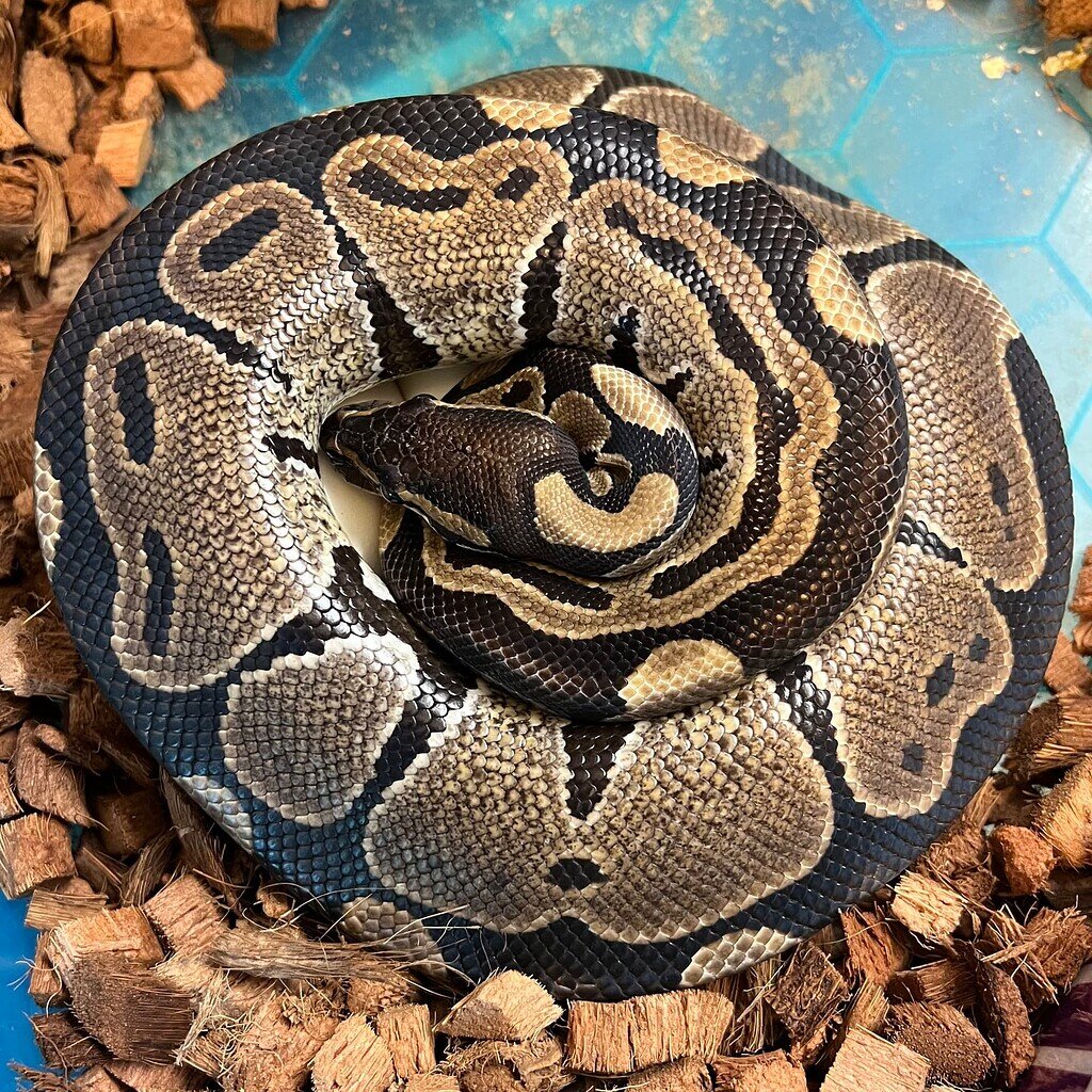 Tri Stripe x Het Tri Stripe - Ball Pythons - MorphMarket Reptile Community