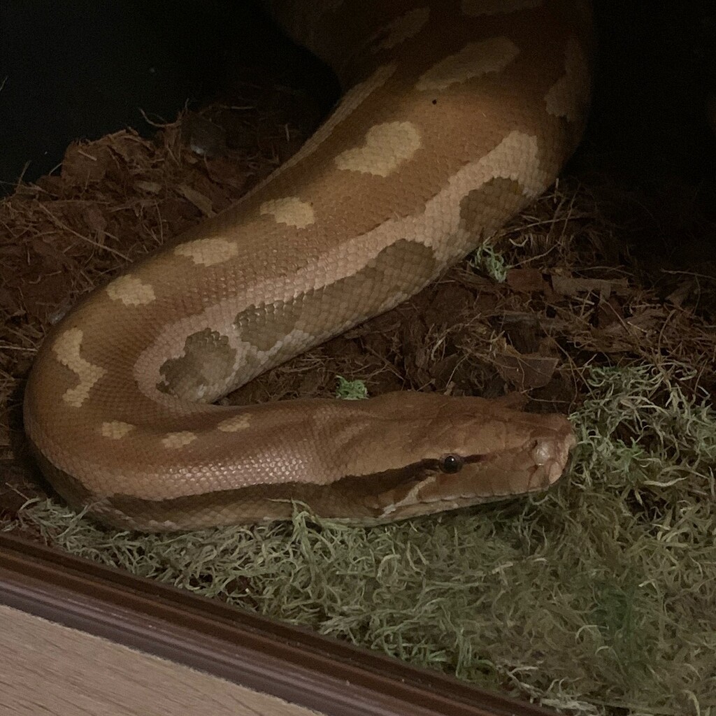 My boy is much better - Short-Tailed Pythons - MorphMarket Reptile ...