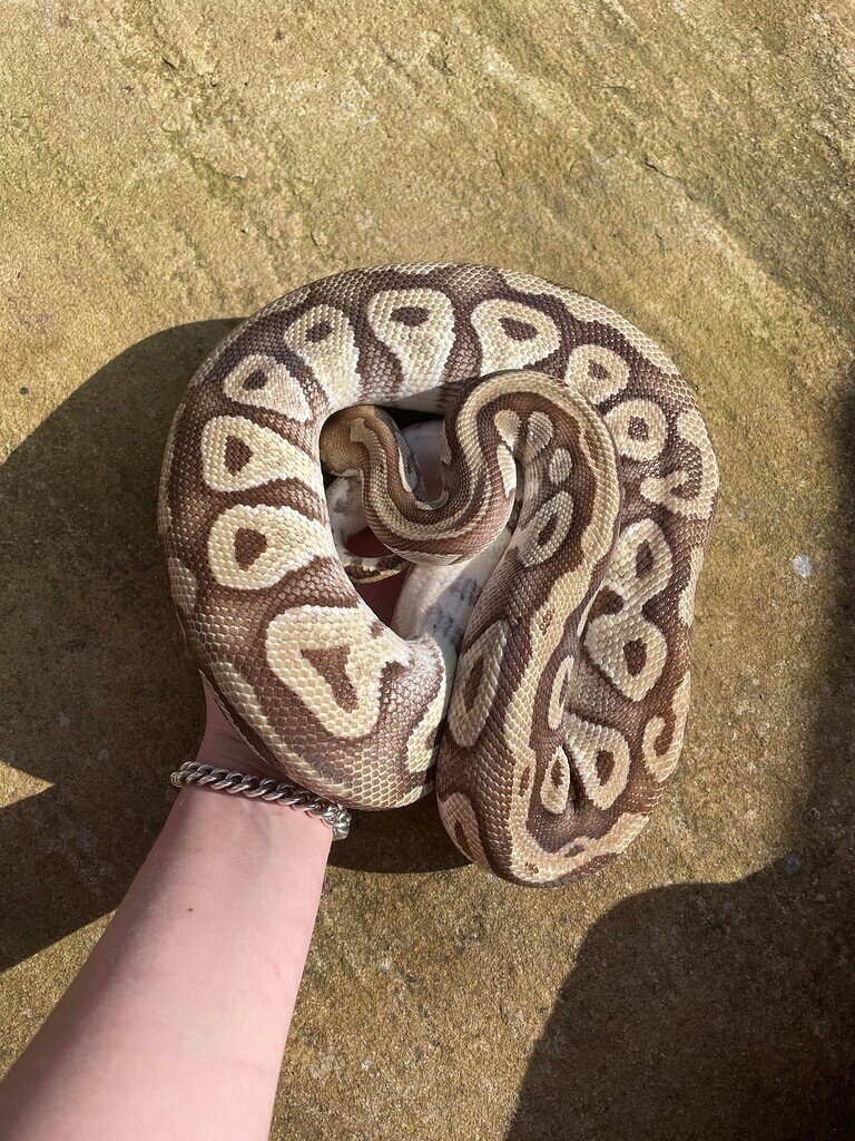 Identification of Hatchlings Please - Ball Pythons - MorphMarket ...