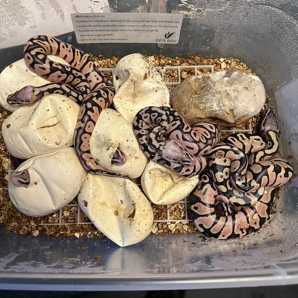 Home to a clutch piping 😍 - Ball Pythons - MorphMarket Reptile Community