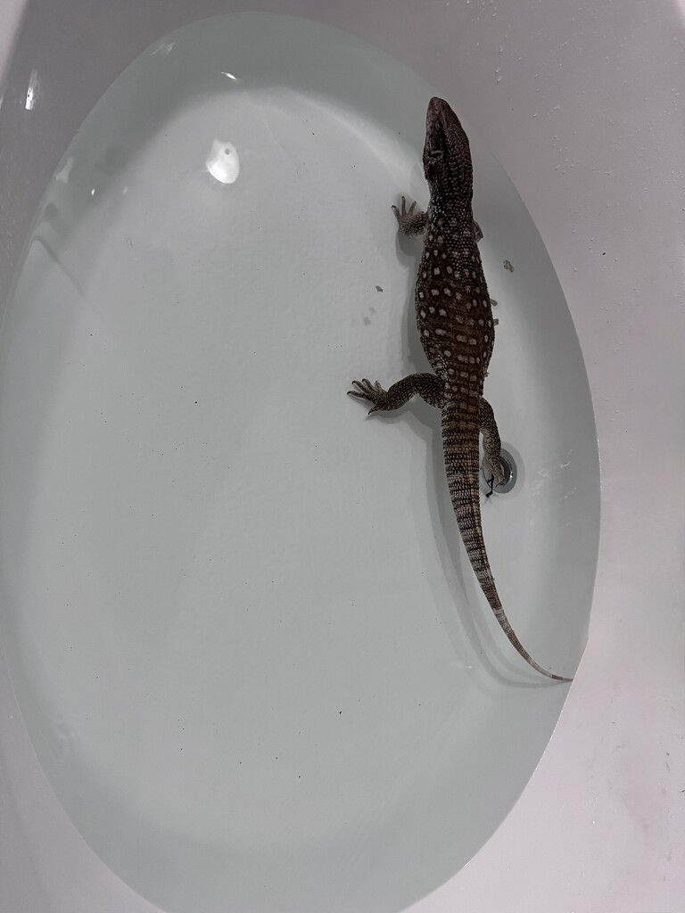 Savannah monitor - Enclosures & Setups - MorphMarket Reptile Community