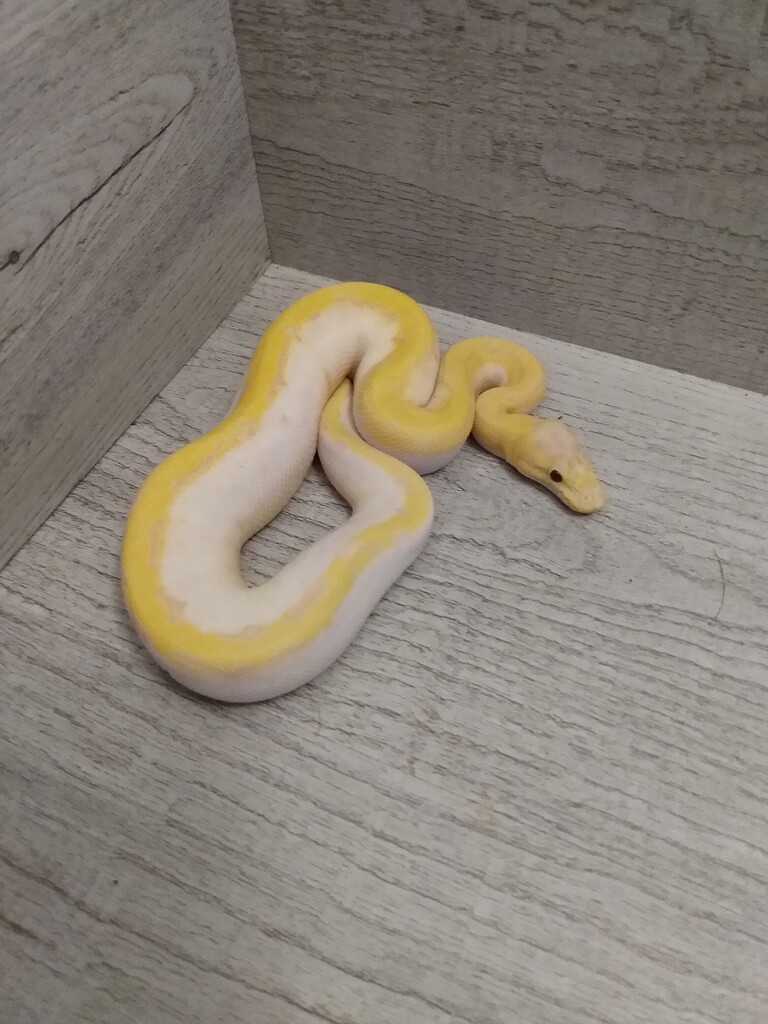 The Guessing Game - Ball Pythons - MorphMarket Reptile Community