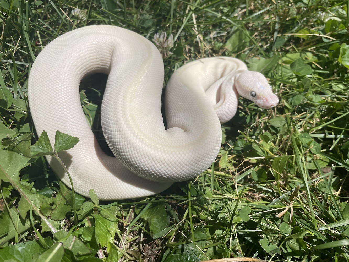 Collection: The Royal Nest Reptiles - All Reptiles - MorphMarket ...