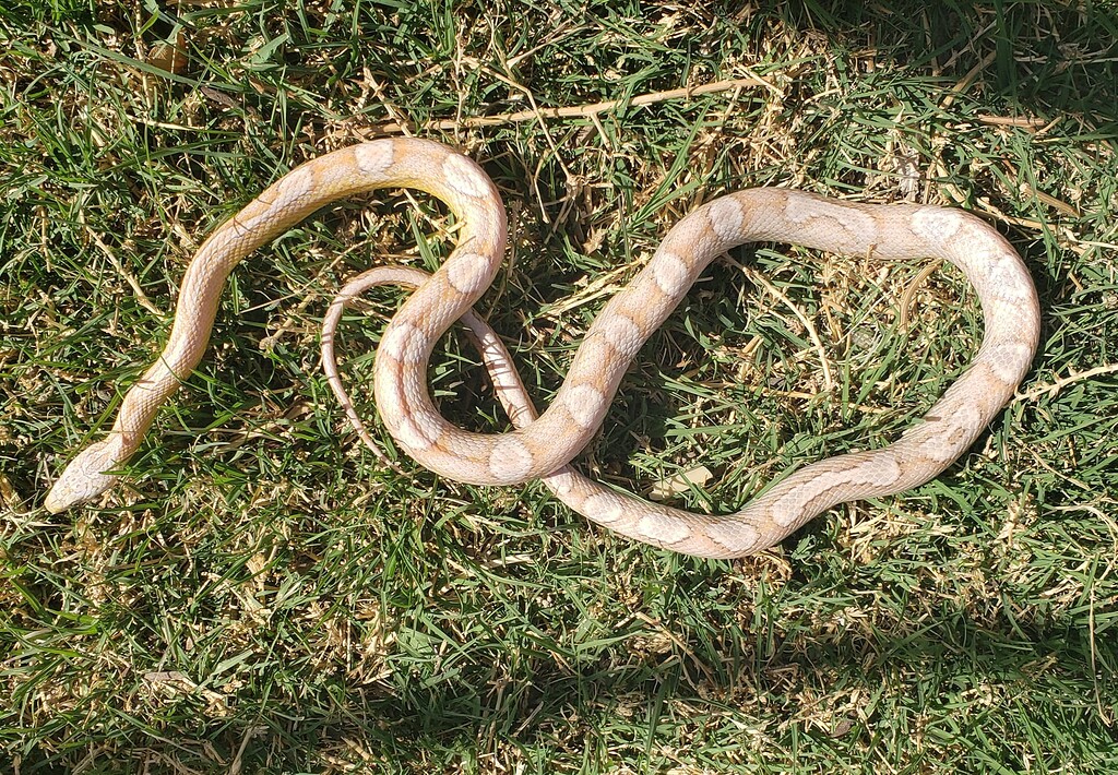 Solar Serpents breeding plans for 2025 - Page 5 - Corn Snakes ...