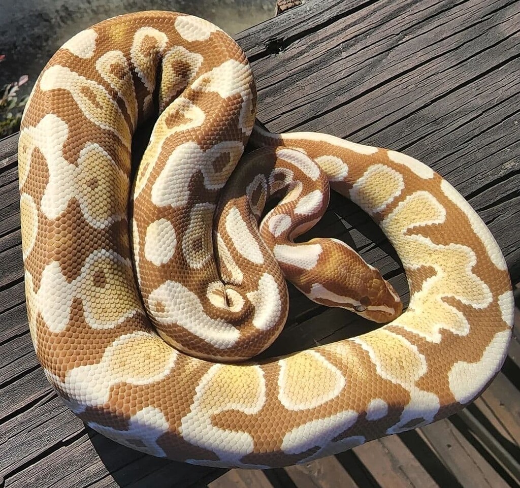 Ultrasnow (Ultramel Axanthic) - Ball Pythons - MorphMarket Reptile Community