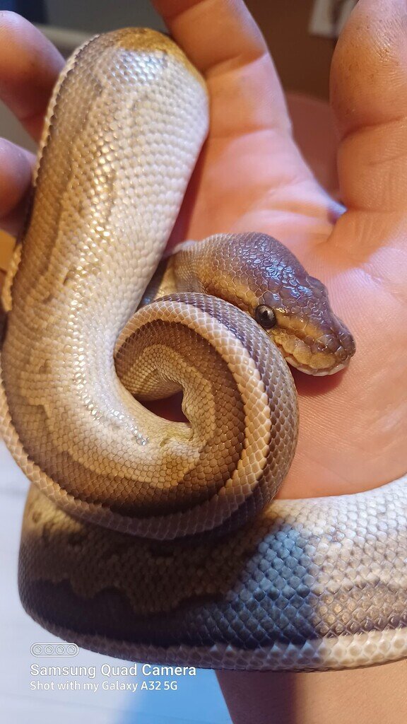 Need help identifying my BPs genetics - Ball Pythons - MorphMarket ...