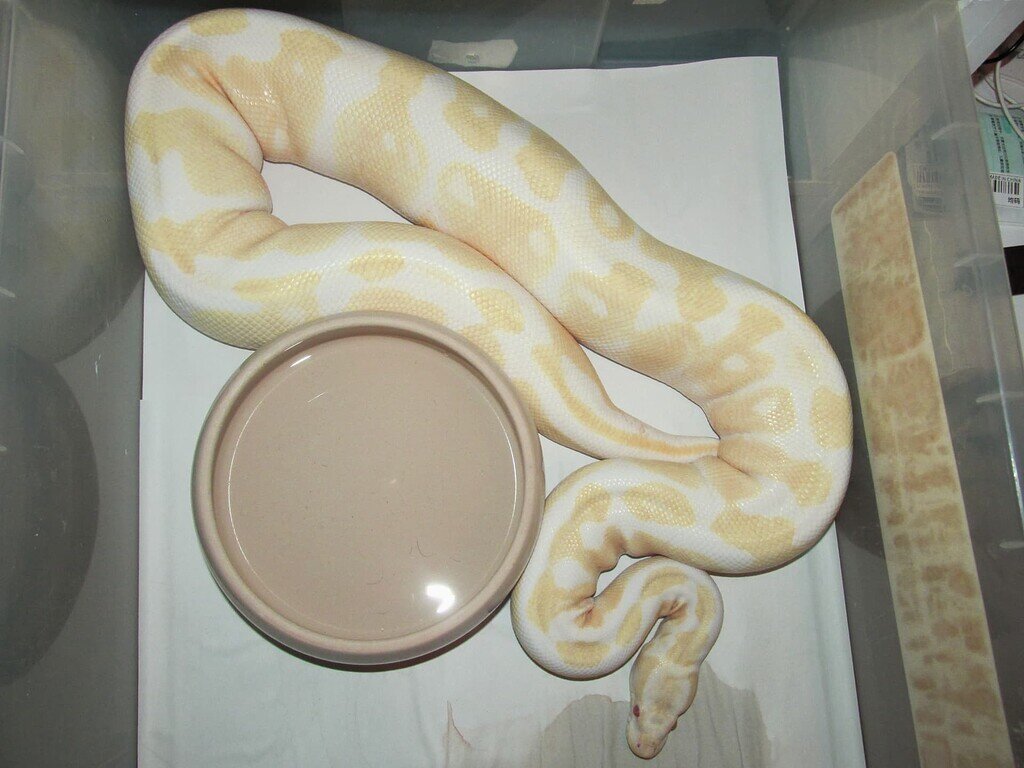 Can a ball python take a meal while gravid? or is it a definite sign of re absorption - Ball ...