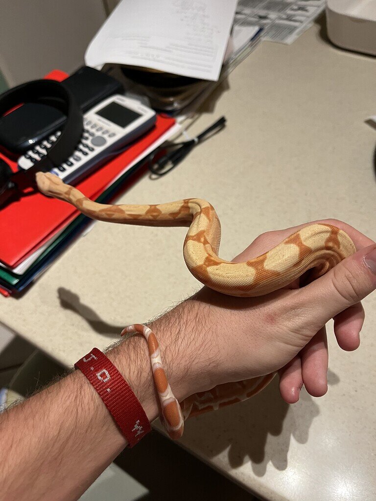 New pictures of Mr. Sorbet! - Boa Constrictors - MorphMarket Reptile ...