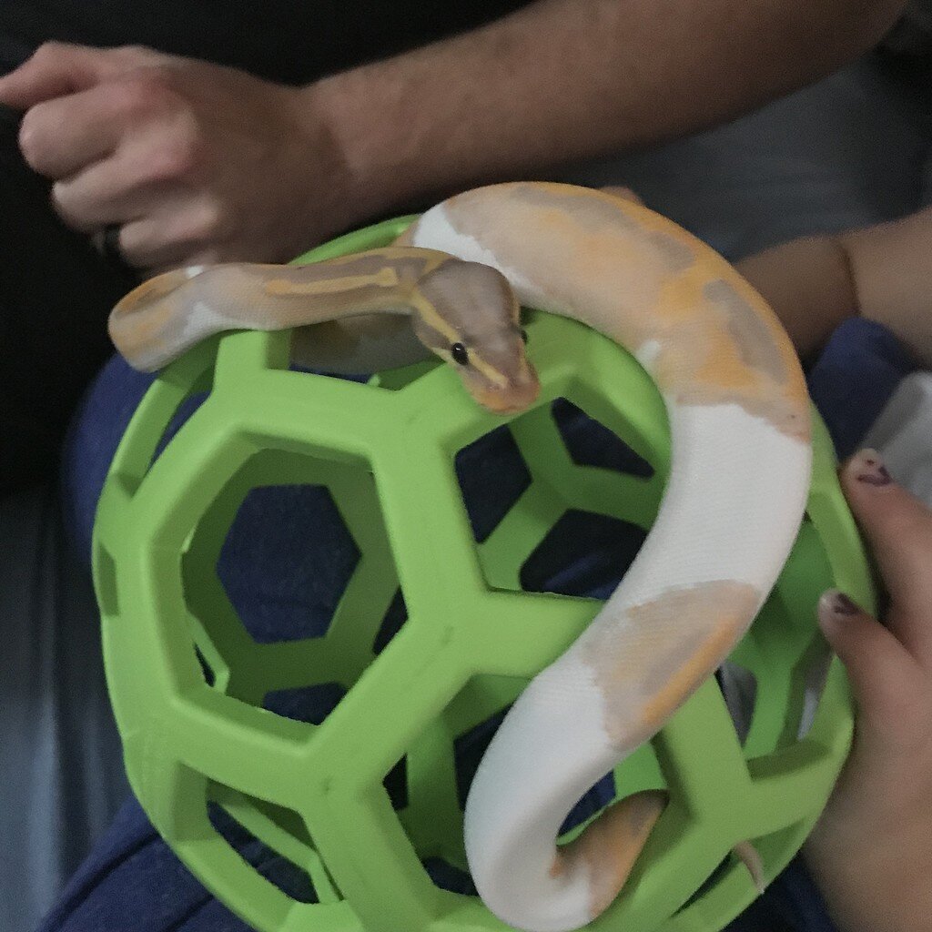 Night Handling- yay or nay - Ball Pythons - MorphMarket Reptile Community