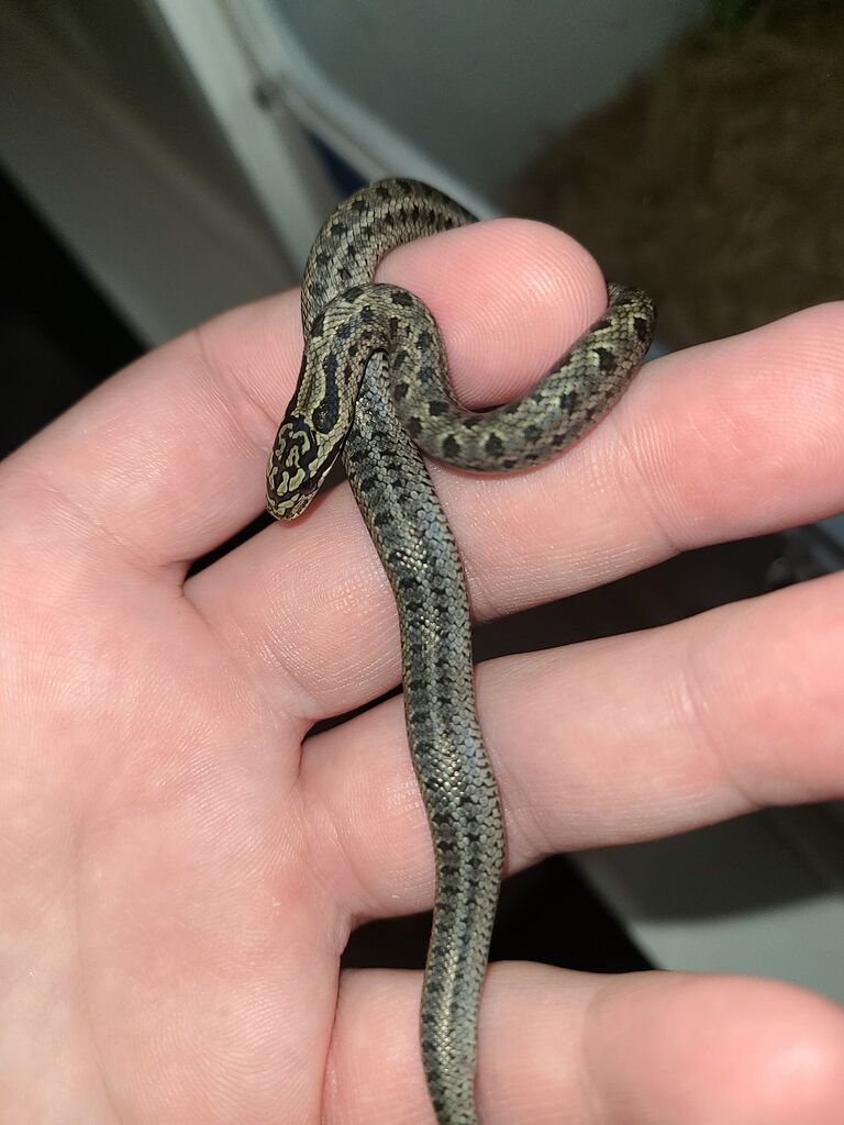 Elaphe dione clutch - Rat Snakes - MorphMarket Reptile Community