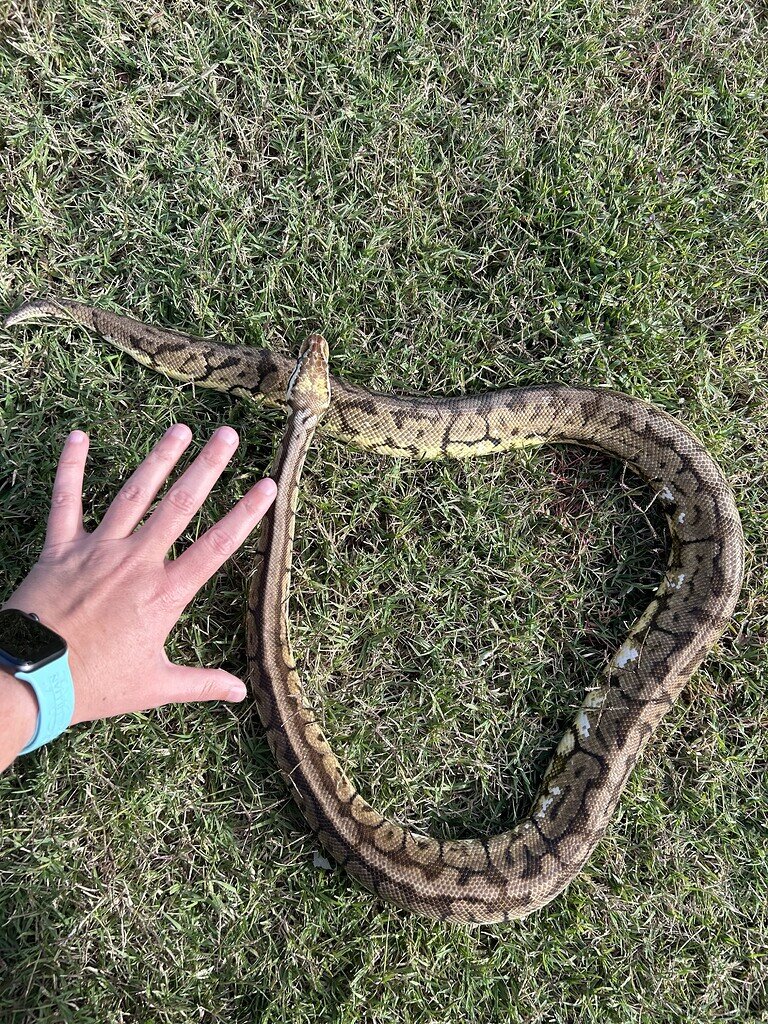 Not sure of morph of new bp - Ball Pythons - MorphMarket Reptile Community