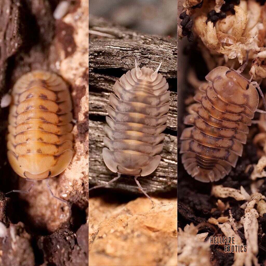 Some nice looking “Tiger” isopods! - Isopods - MorphMarket Reptile ...