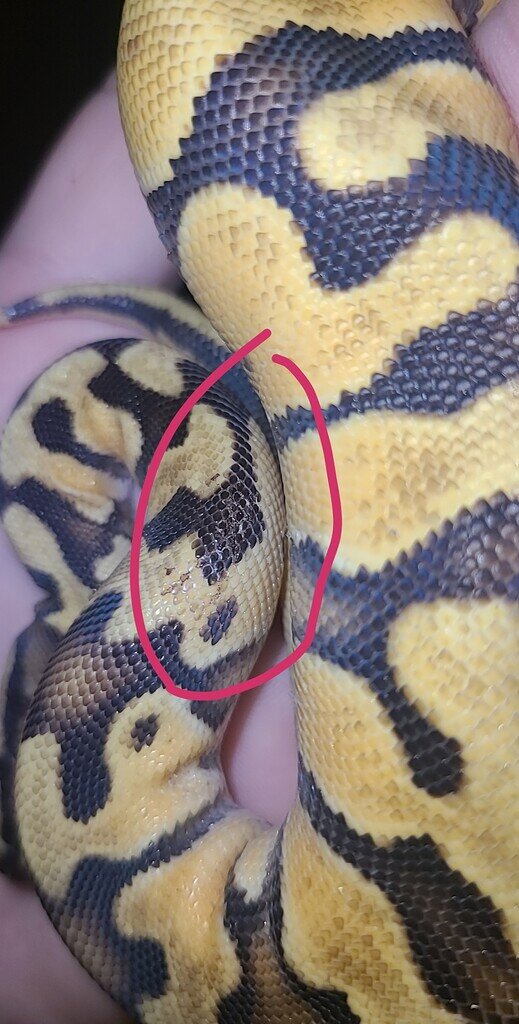 Possible scale rot condition. Looking for opinions - Ball Pythons ...
