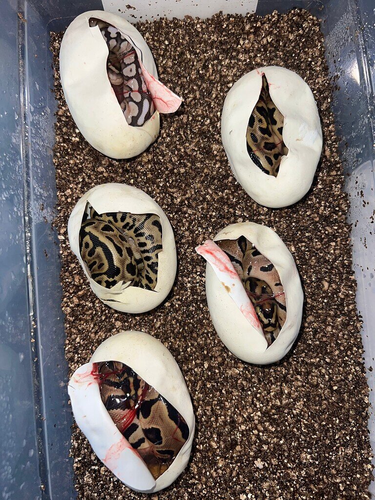 Our first clutch hatched on Dec 20th, what a Christmas miracle - Ball ...