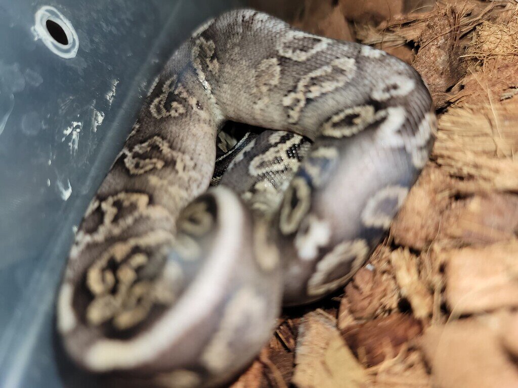 Hatchling id help again - Ball Pythons - MorphMarket Reptile Community