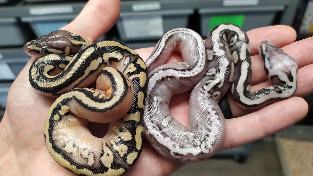 Need some ID help - Ball Pythons - MorphMarket Reptile Community