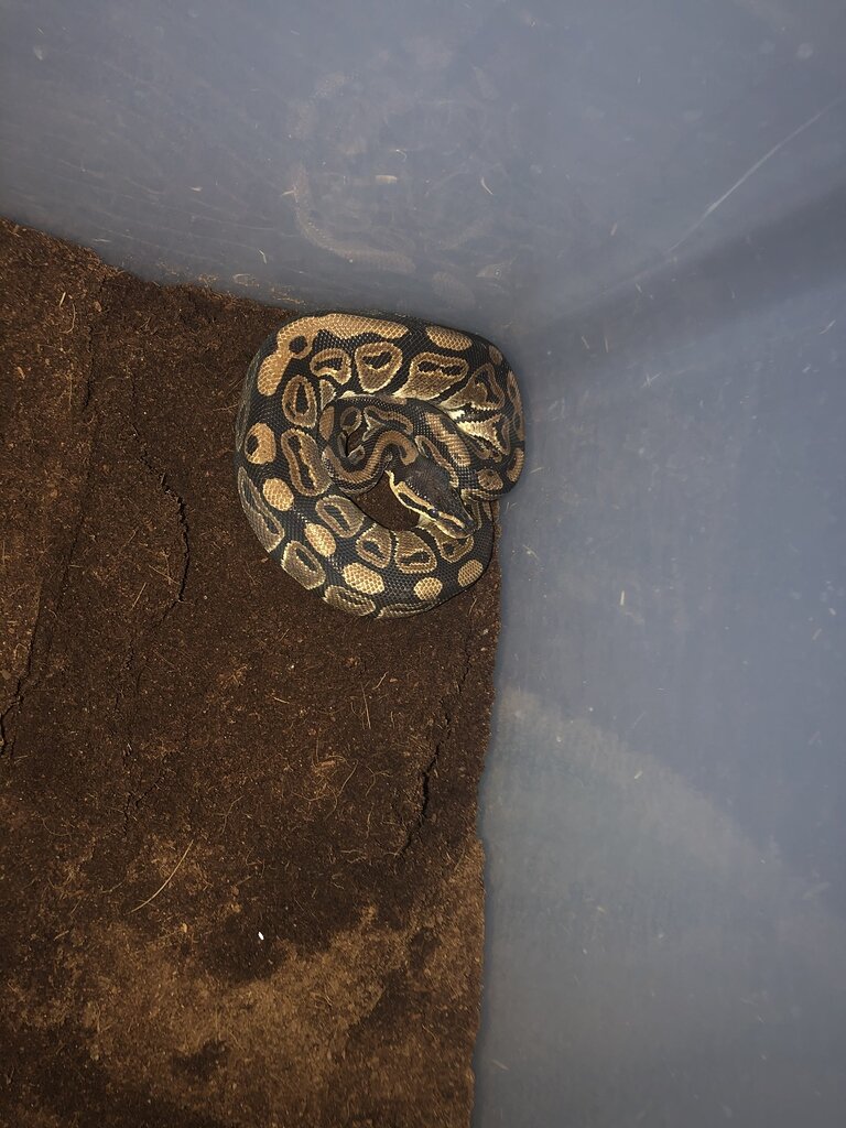 What morph is these two ball pythons? - Ball Pythons - MorphMarket ...