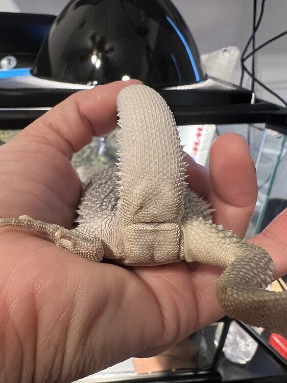 HELP gender identification - Bearded Dragons - MorphMarket Reptile Community