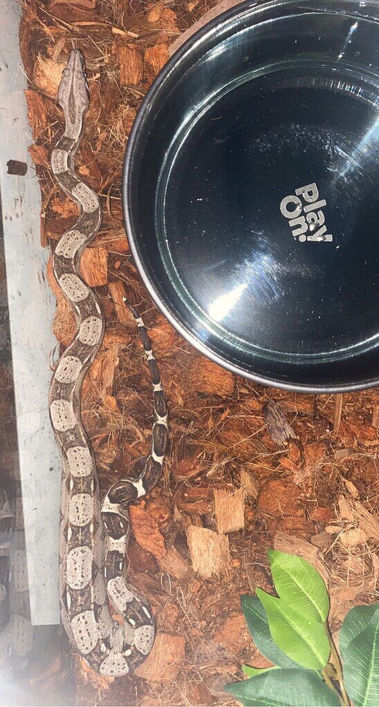 BCI or BCC ? Sold to me as red tail - Boa Constrictors - MorphMarket ...
