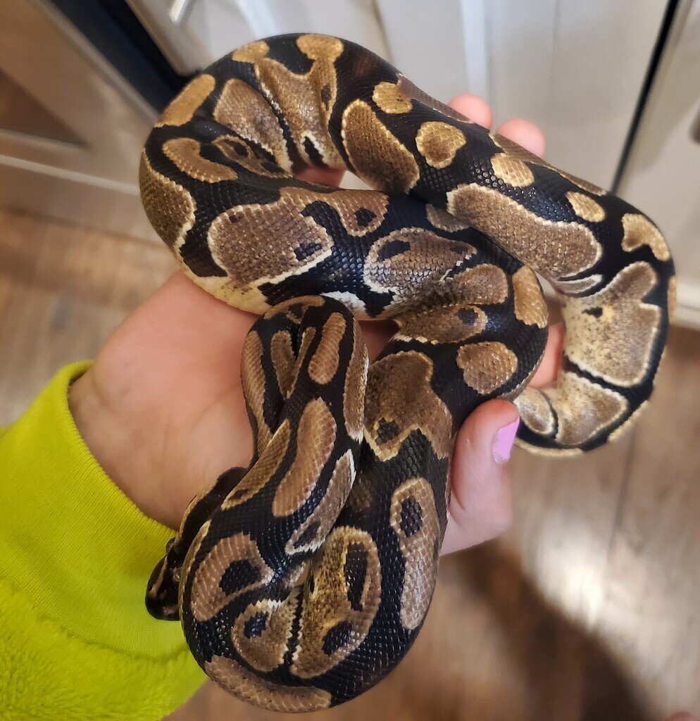 Normal? Or something else? - Ball Pythons - MorphMarket Reptile Community