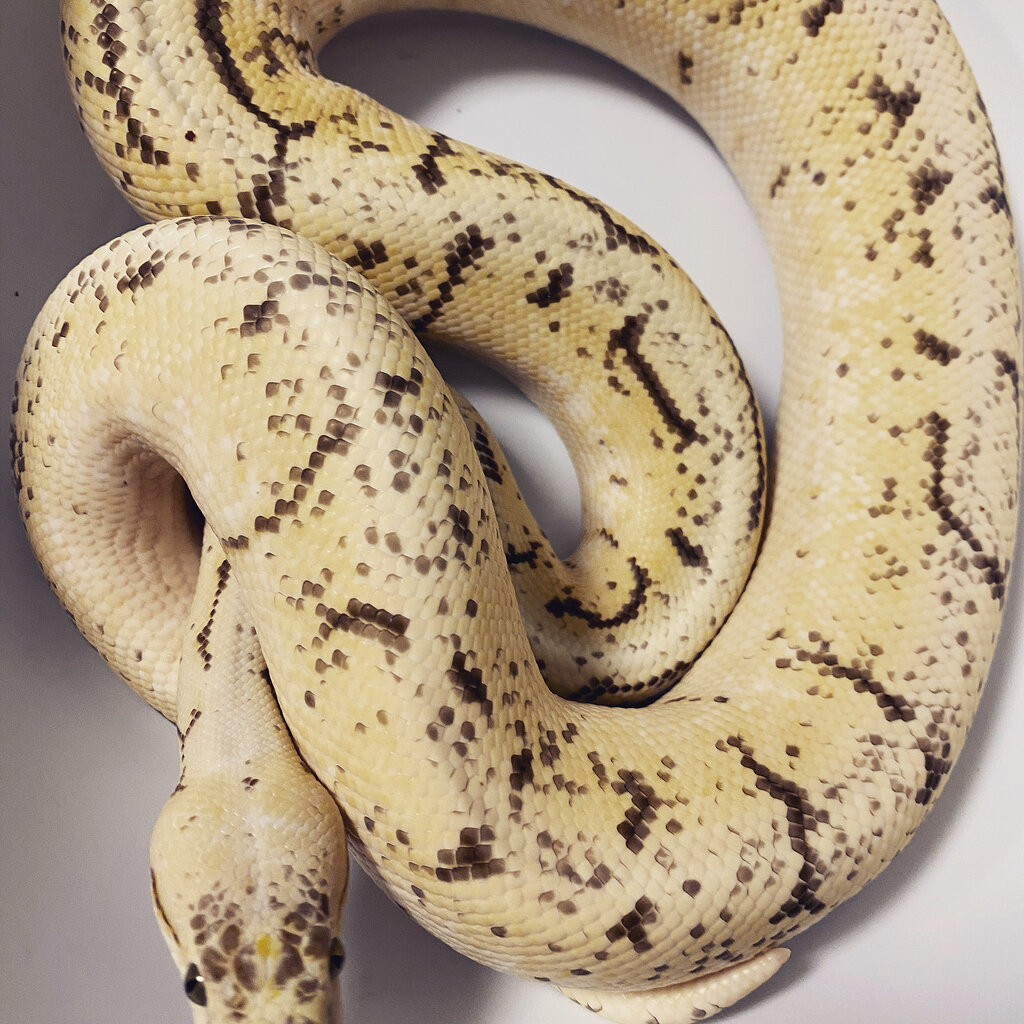 Help identify morph(s) - Ball Pythons - MorphMarket Reptile Community