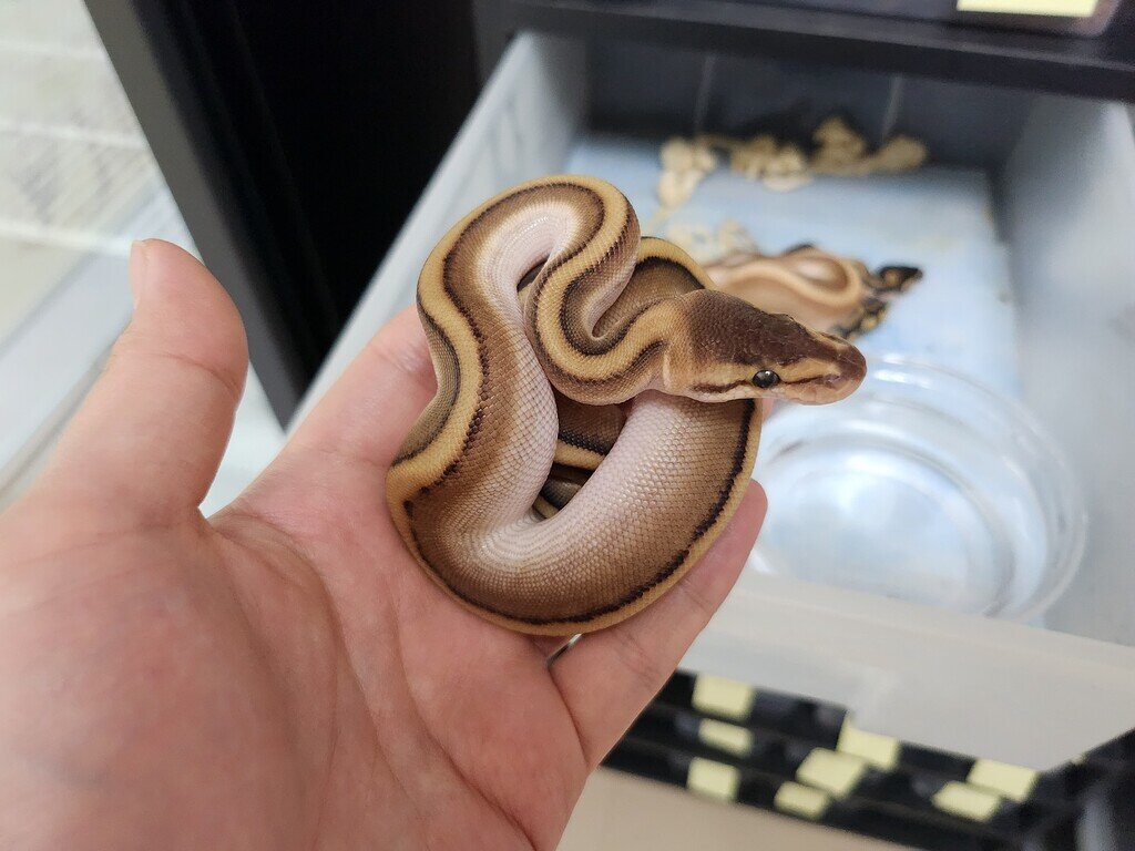 Please Help ID - Ball Pythons - MorphMarket Reptile Community