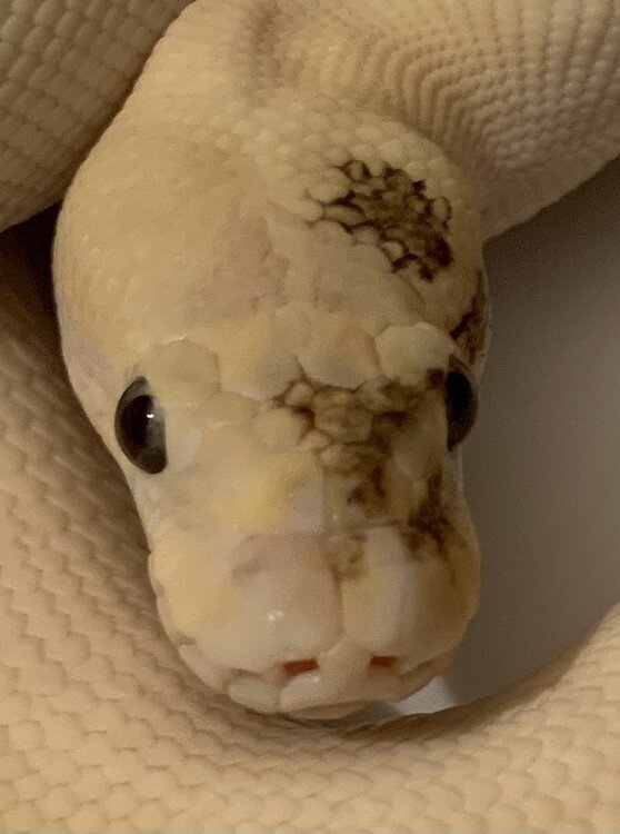 Show off your lucy complex morphs! - Ball Pythons - MorphMarket Reptile ...