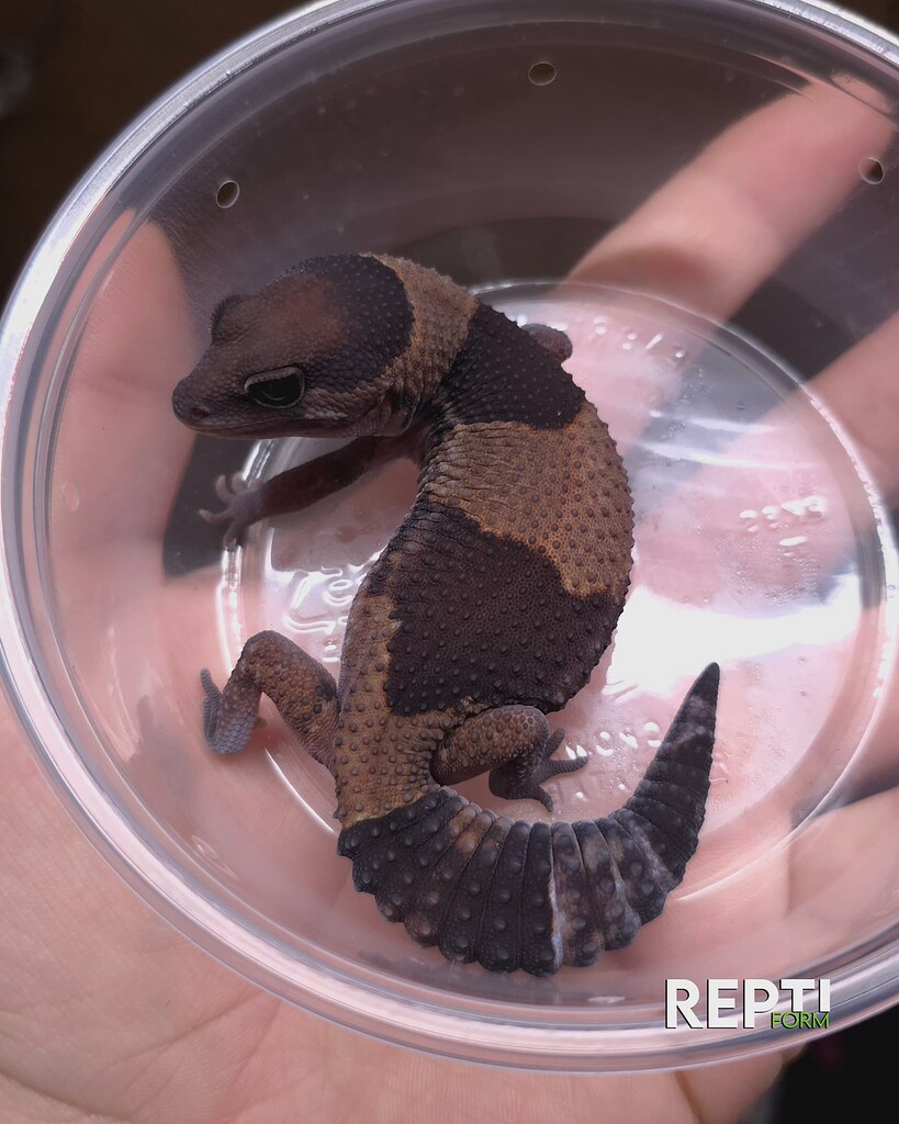 Chocolate colored Fat Tail - Fat-Tailed Geckos - MorphMarket Reptile ...