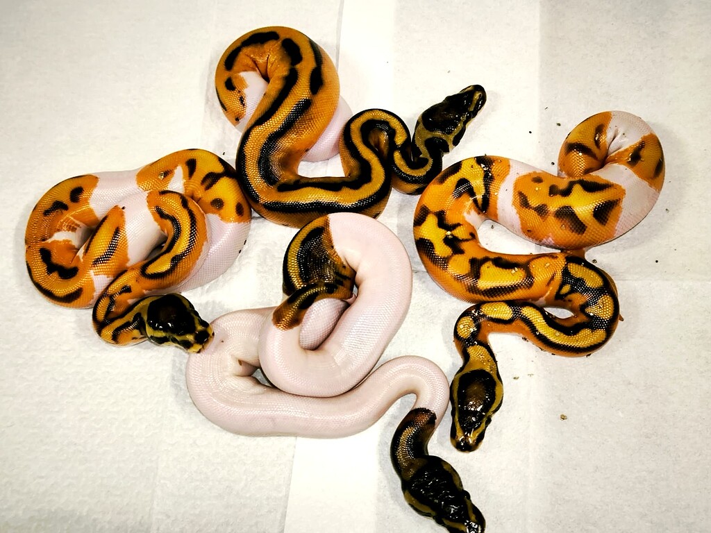 From the mating: Leopard, Orange Dream, Enchi, Yellow Belly Pied x Albino het Pied - Ball ...