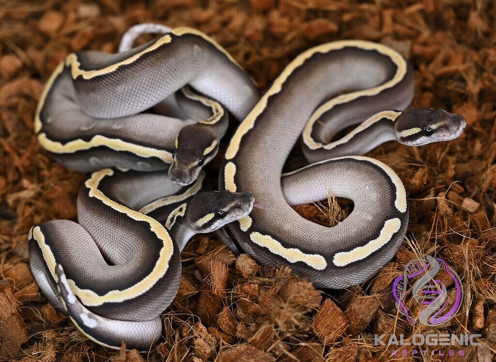 Three striped worms🐛 I didn't get a female to holdback but these boys ...