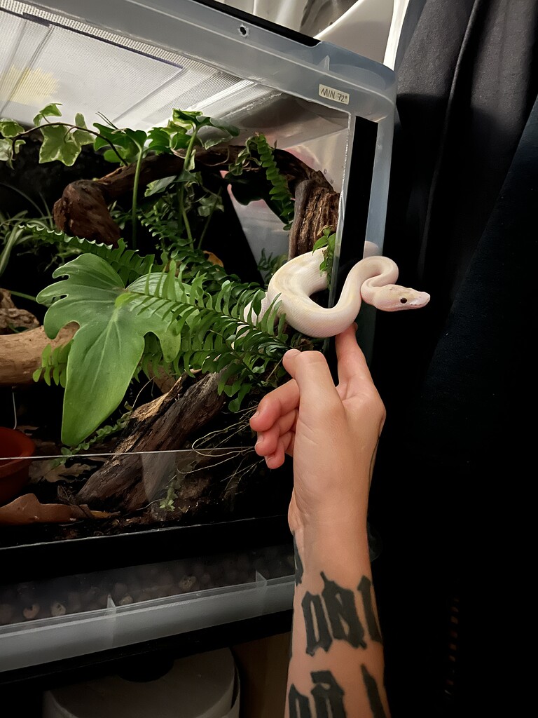 Scale rot? And keeping bioactive clean - Ball Pythons - MorphMarket ...