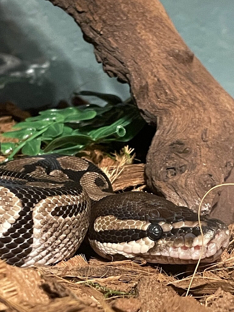 Wrinkly Eye Caps? Or Retained Eye Caps? - Ball Pythons - MorphMarket ...