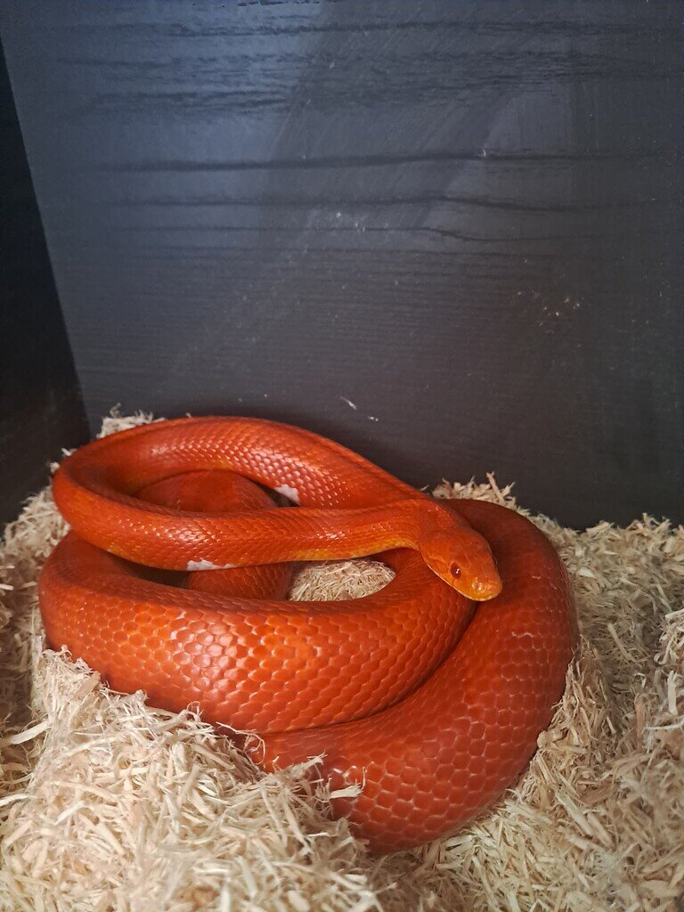 My 2024 Breeding Pairs! - Corn Snakes - MorphMarket Reptile Community