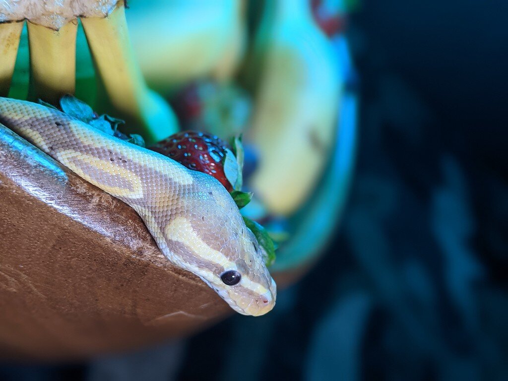 How about a bunch of Bananas? - Ball Pythons - MorphMarket Reptile ...