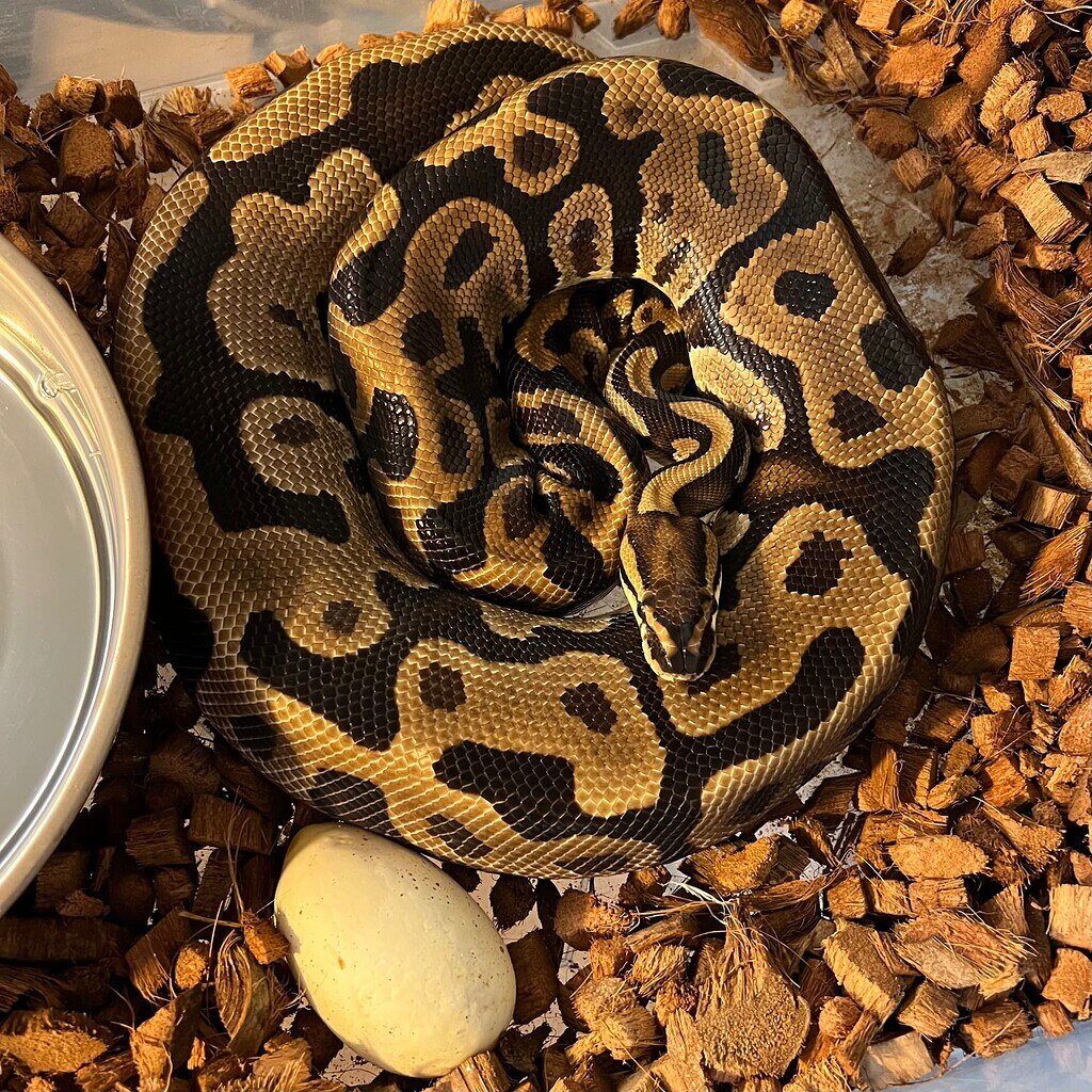 Another to pop a singe one out 😱 - Ball Pythons - MorphMarket Reptile ...