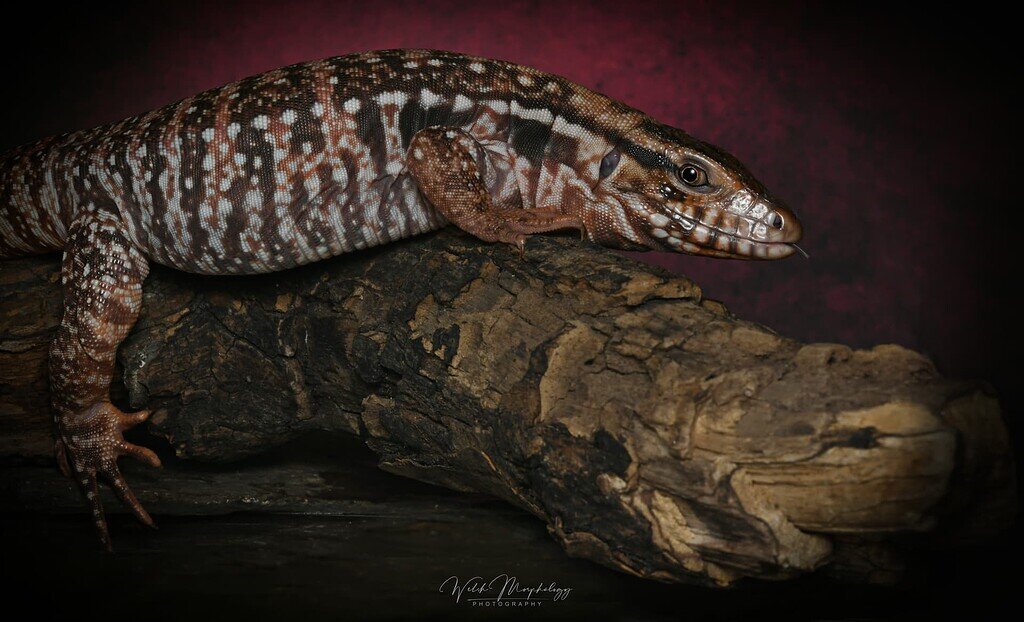 The little Devils - Other Lizards - MorphMarket Reptile Community