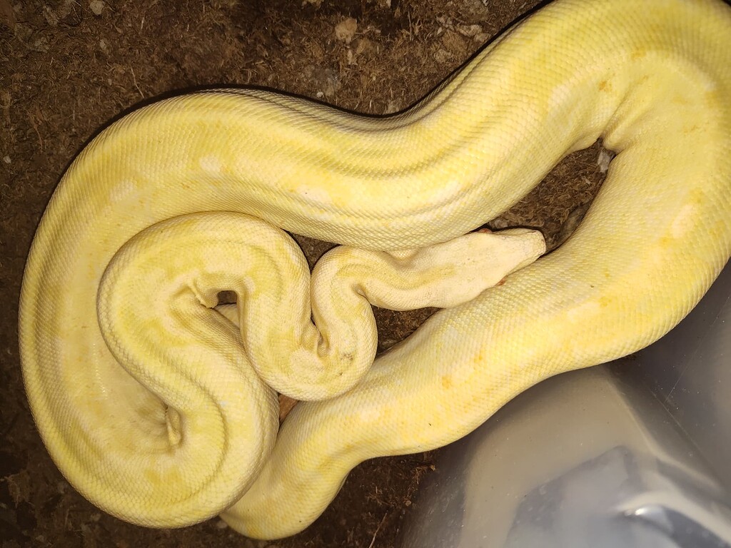 Hogg island kahl albino - Boa Constrictors - MorphMarket Reptile Community