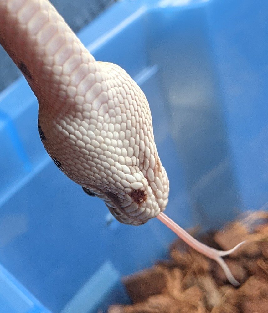 Possible Injury/Infection? Ball Python rescue - Ball Pythons ...